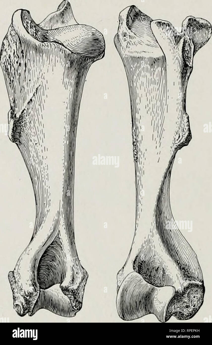 Fossa 444 hi-res stock photography and images - Alamy