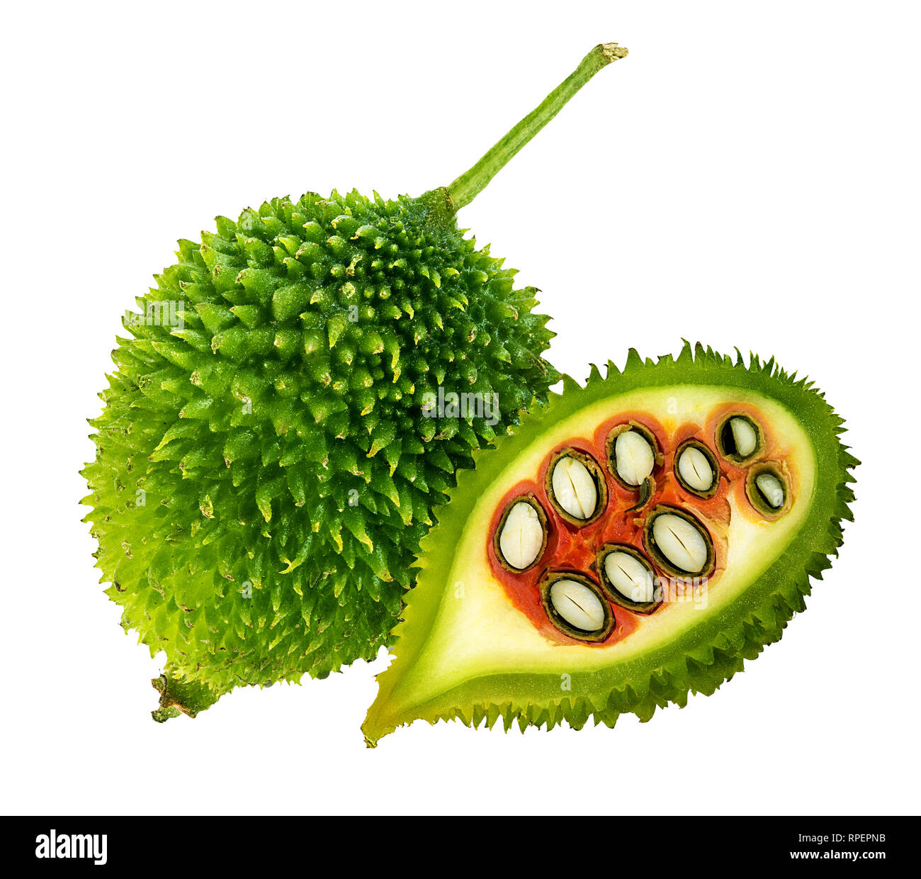 Thumba plant hi-res stock photography and images - Alamy