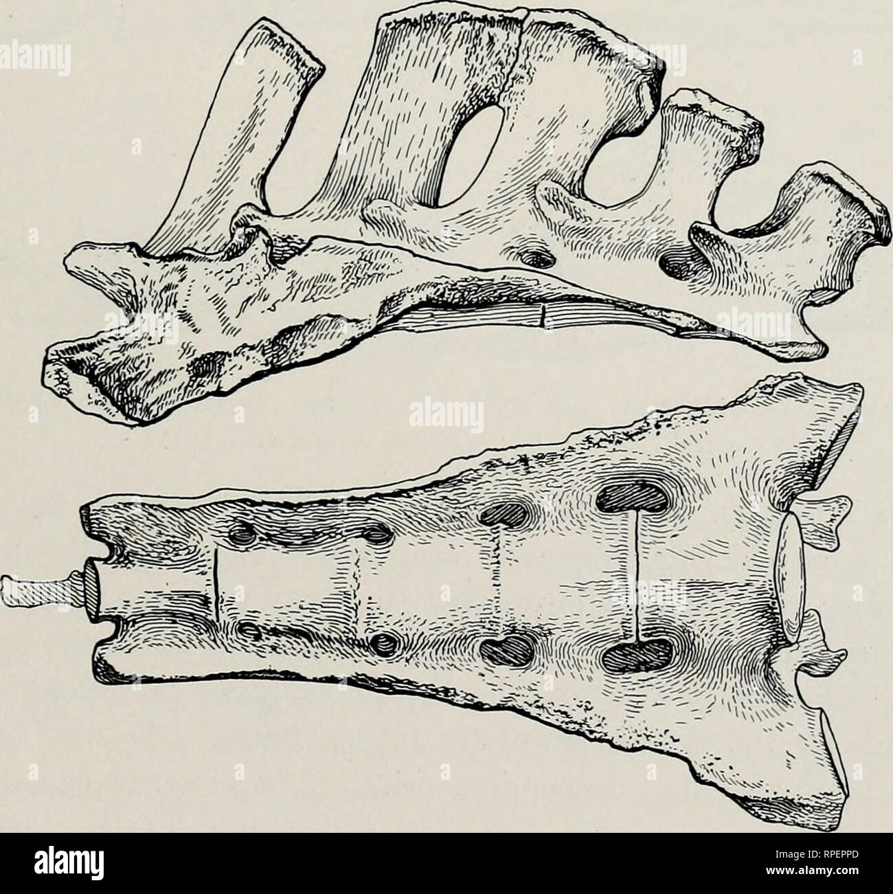 . The American diceratheres. Rhinoceroses, Fossil; Paleontology. Fig ...