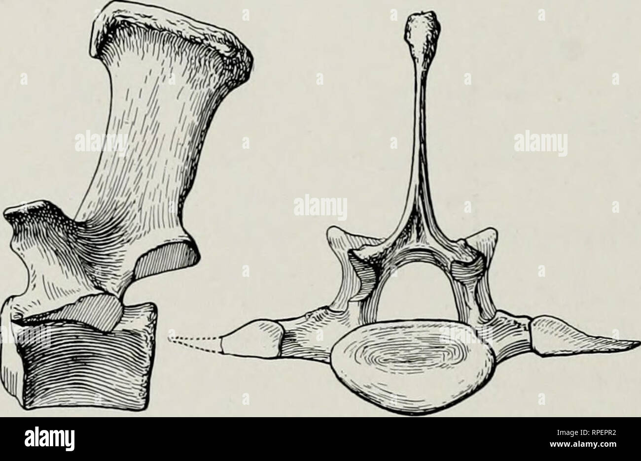 Lumbars hi-res stock photography and images - Alamy