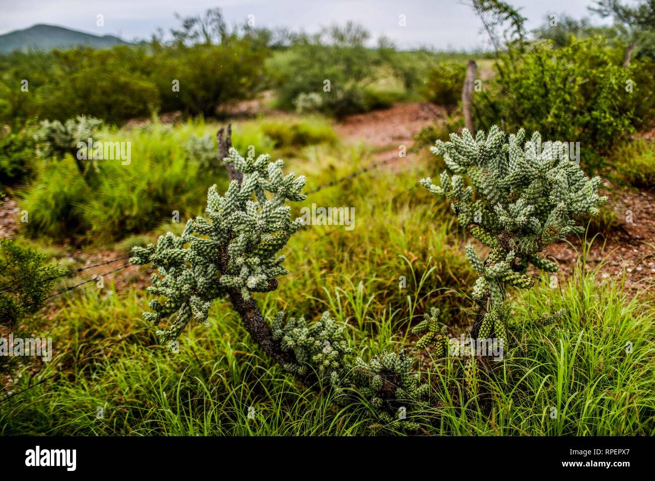 Choya. Cactus. Plantas y arbustos del desierto de Sonora, Mexico.(Photo ...