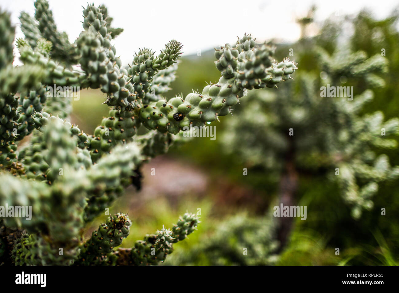 Choya. Cactus. Plantas y arbustos del desierto de Sonora, Mexico.(Photo ...