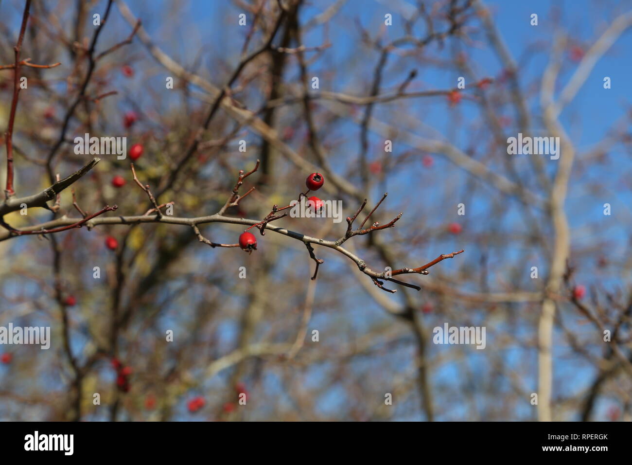 Red berries on branches of bushes in the forest Stock Photo - Alamy