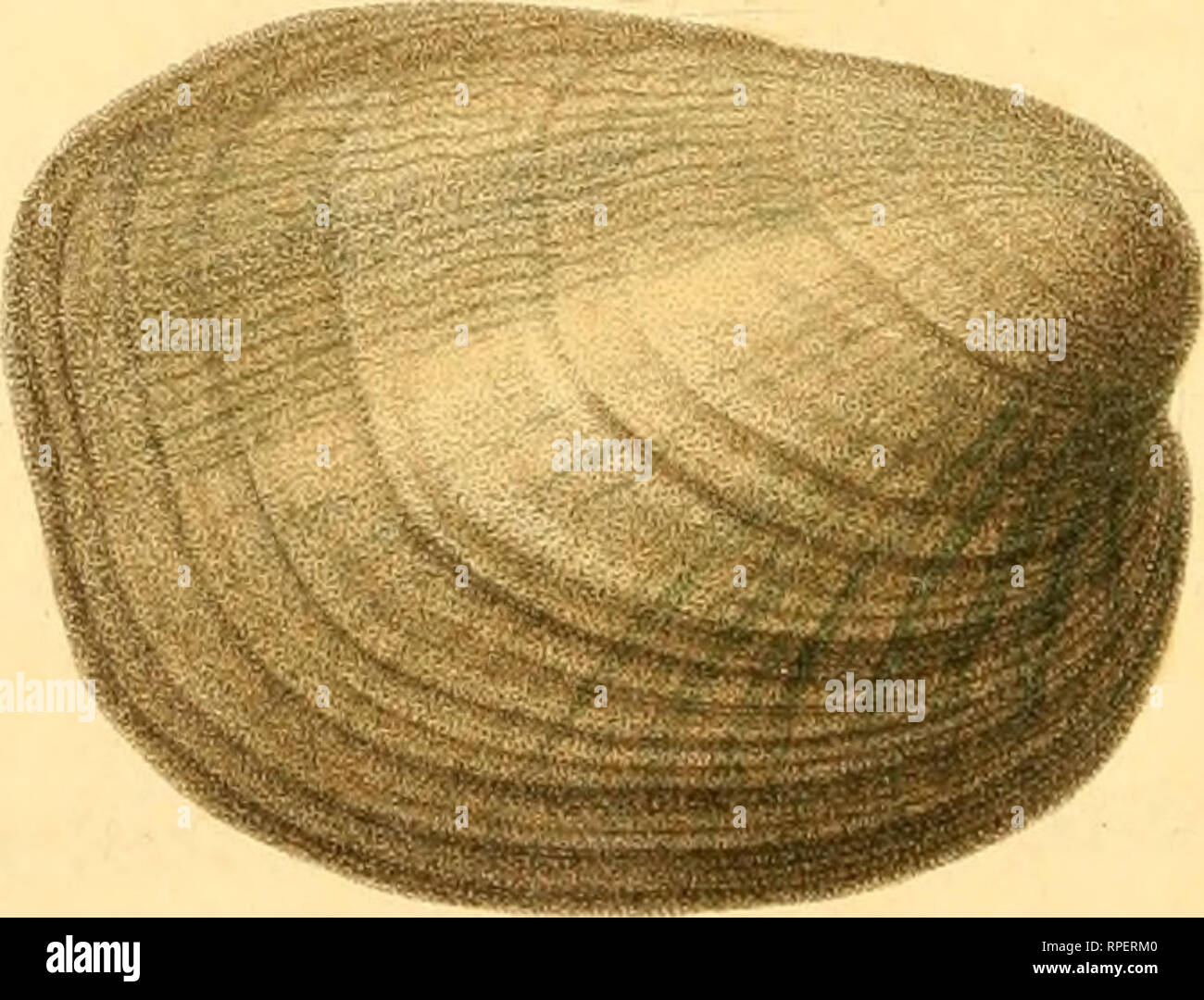 Scalp shells hi-res stock photography and images - Alamy
