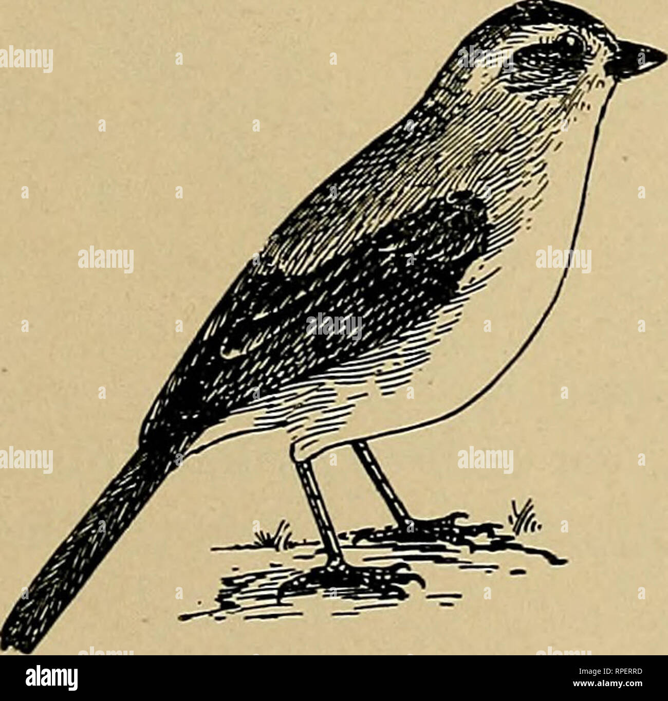 . American bird magazine, ornithology. Birds. AMERICAN OENITflOLOGY ...