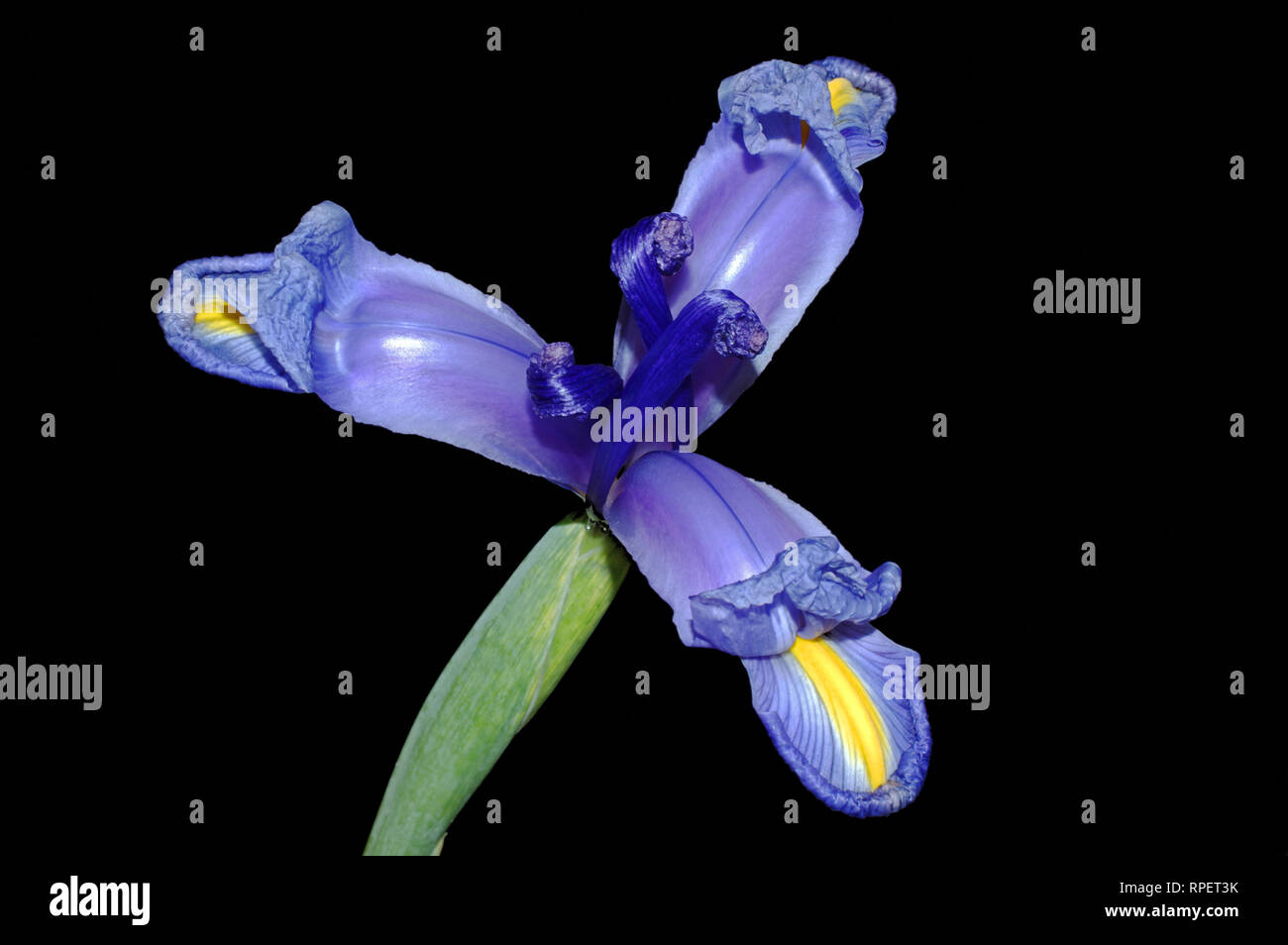 Dutch iris (iris hollandica) close-up Stock Photo - Alamy