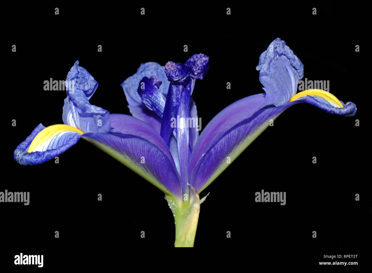 Iris hollandica hi-res stock photography and images - Alamy