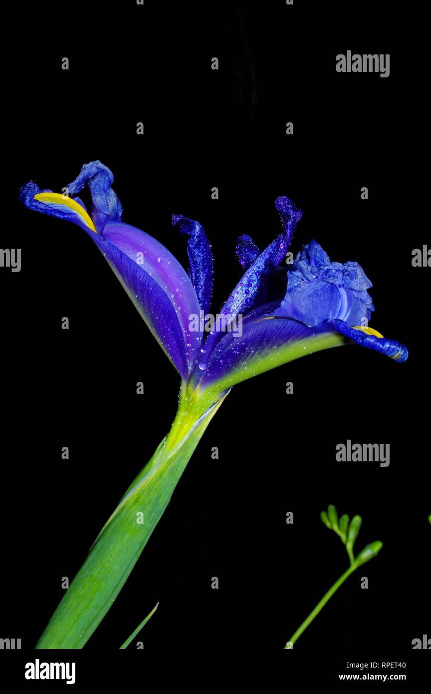 Dutch iris iris hollandica hi-res stock photography and images - Alamy