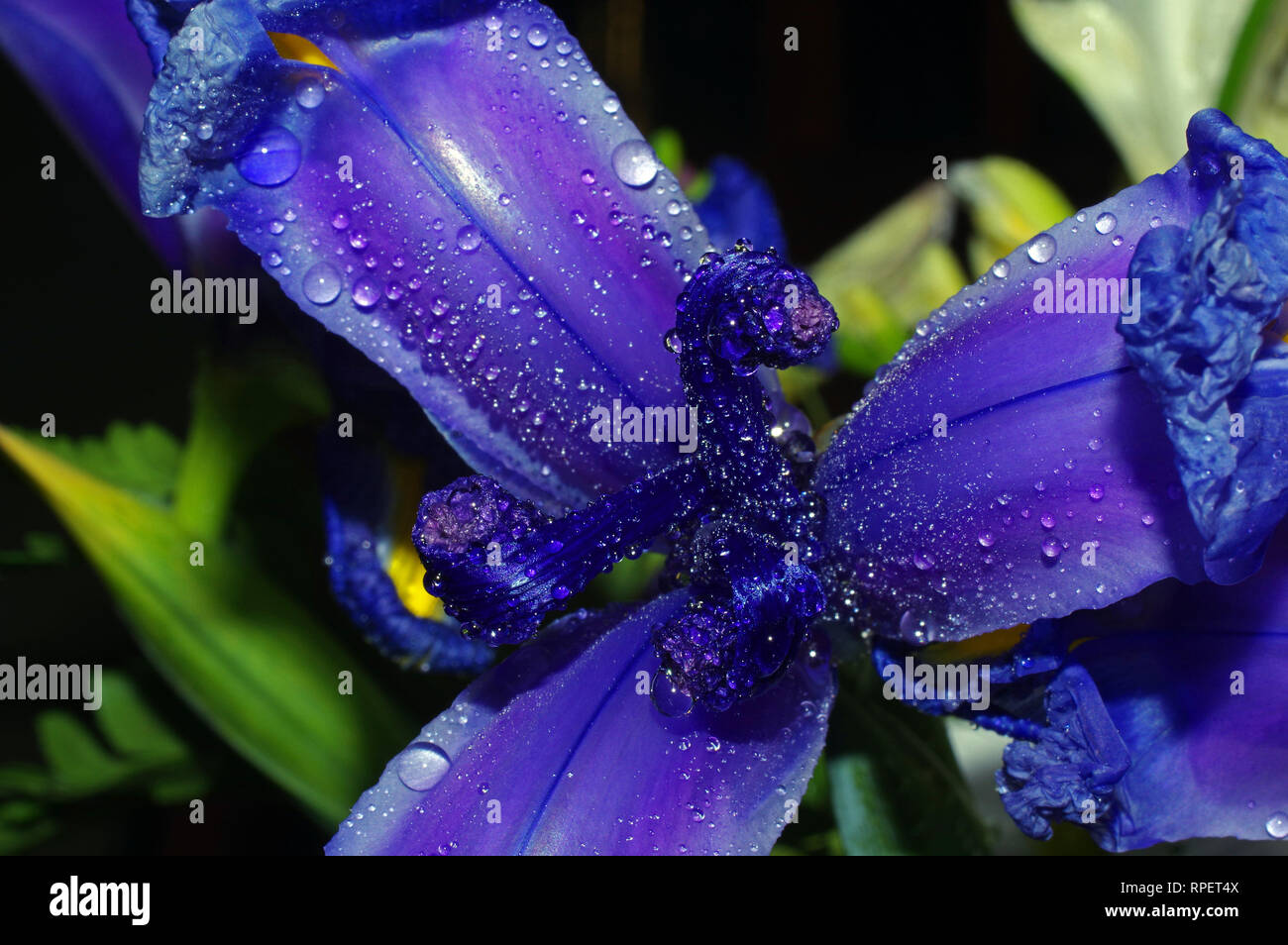 Dutch iris (iris hollandica) close-up Stock Photo - Alamy
