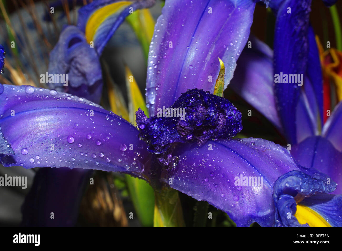 Dutch iris (iris hollandica) close-up Stock Photo - Alamy