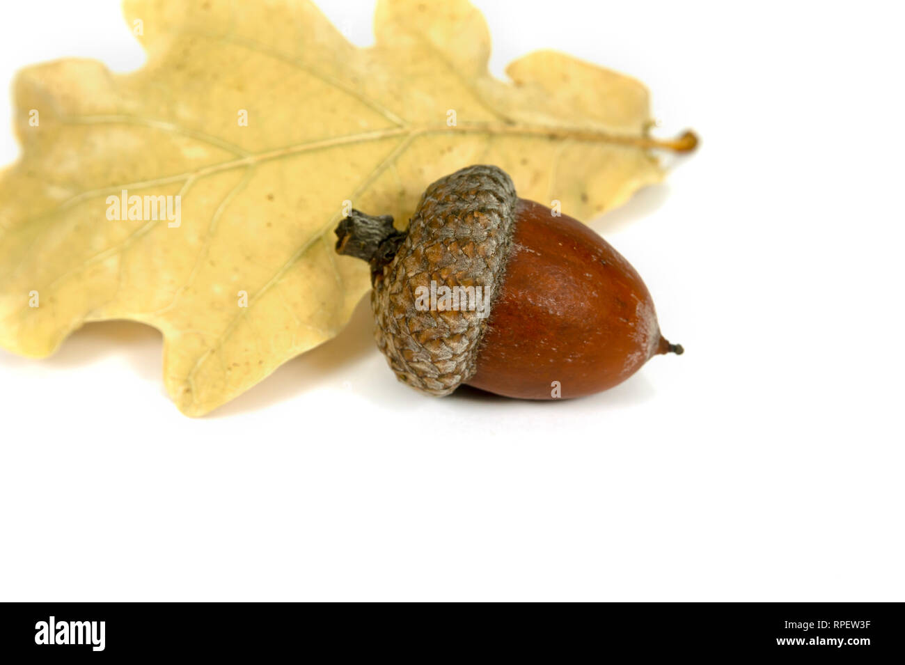 Dried acorn with oak leaf isolated on white close up Stock Photo - Alamy