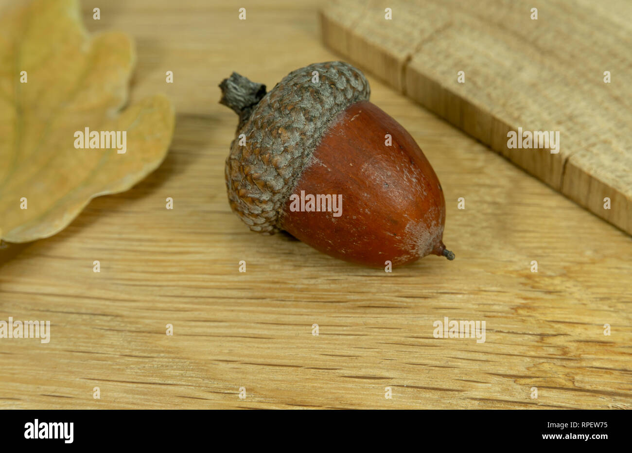 Dried acorn with oak leaf and piece of oak wood on the surface of a ...
