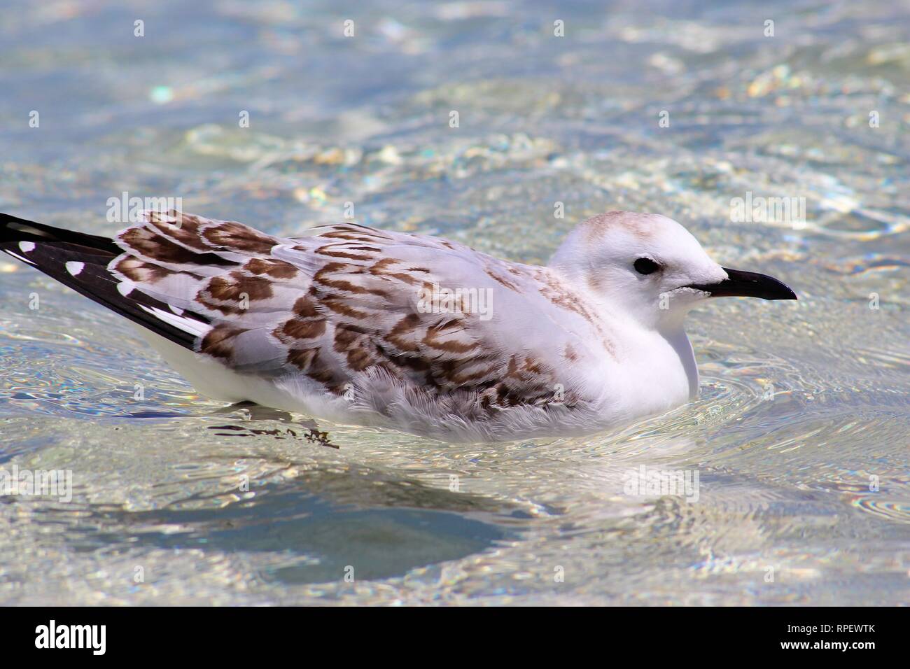 A young seagull floating on very clear sea Stock Photo - Alamy