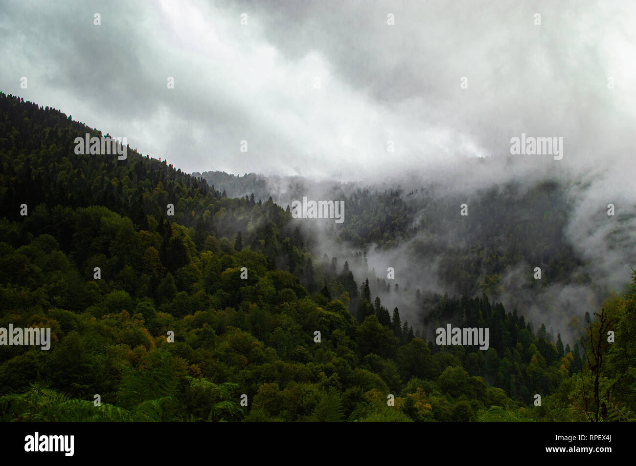 green forest grows in the mountains. rainy weather. fog Stock Photo - Alamy
