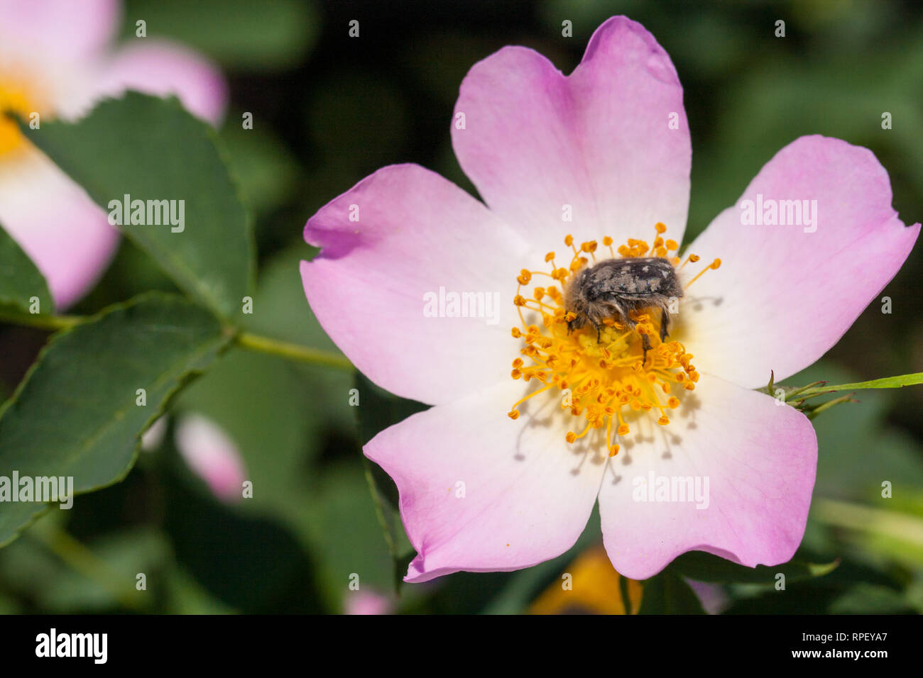 Botany rose blossom pink hi-res stock photography and images - Alamy