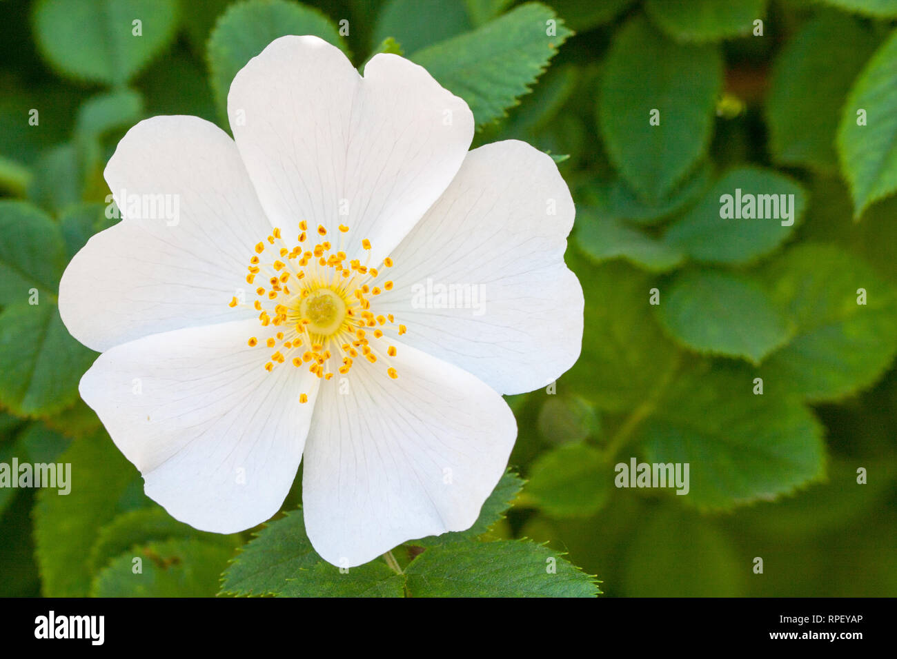 white rose hip flower on a bush close-up Stock Photo - Alamy