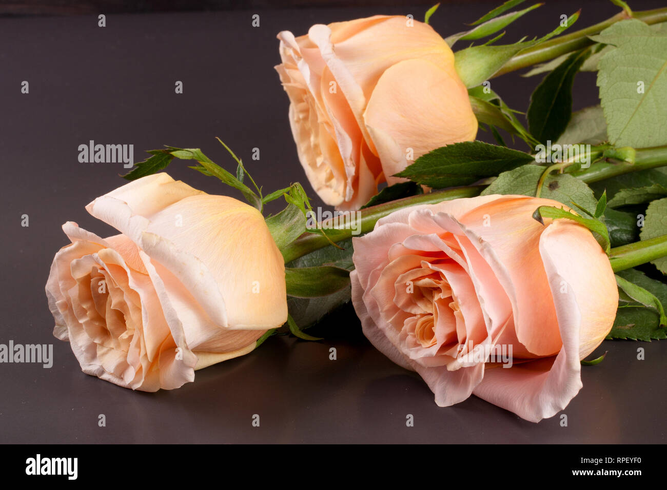 Dark beige color hi-res stock photography and images - Alamy