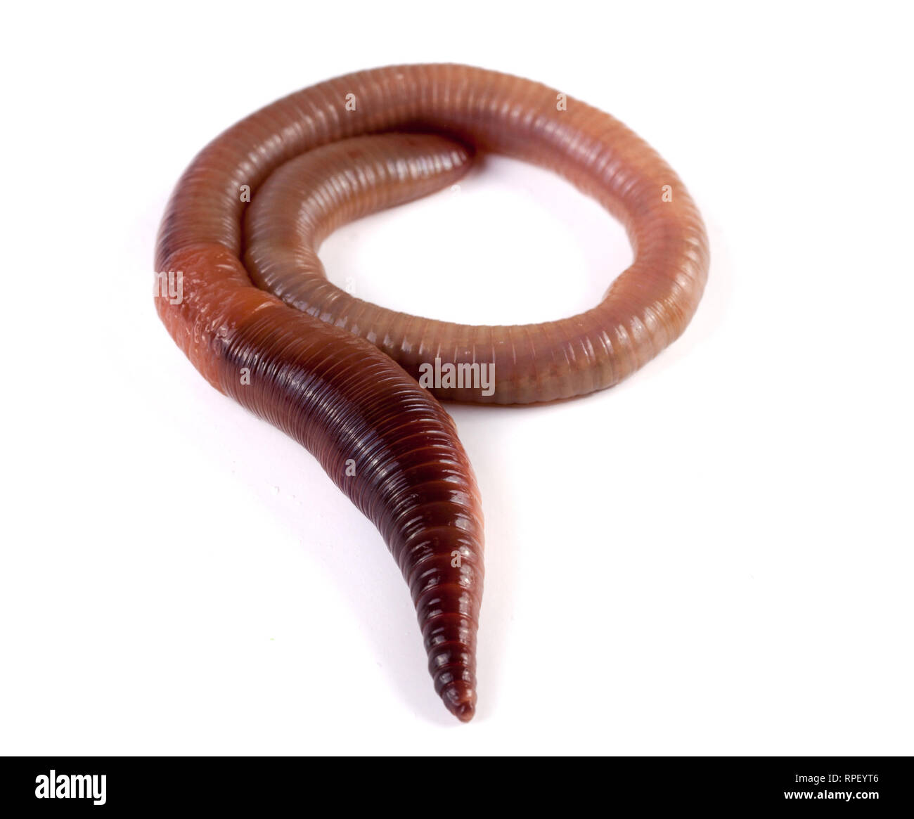 Slimy earthworm hi-res stock photography and images - Alamy
