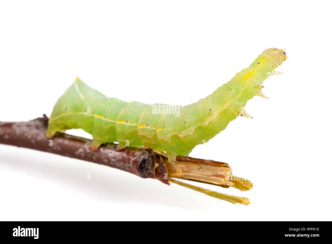 Fat green worm hi-res stock photography and images - Alamy
