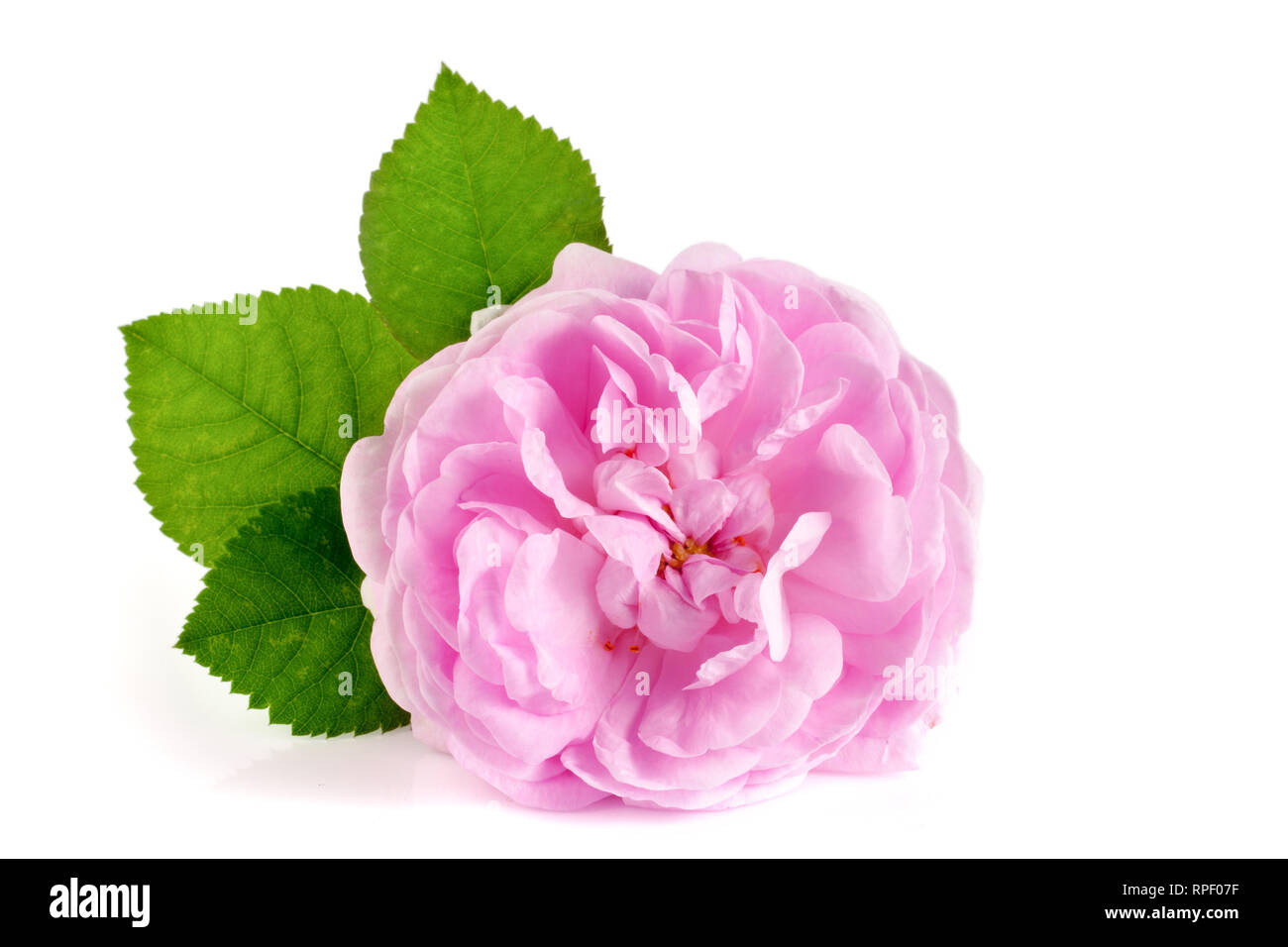 Blooming rose on rosehip Cut Out Stock Images & Pictures - Alamy