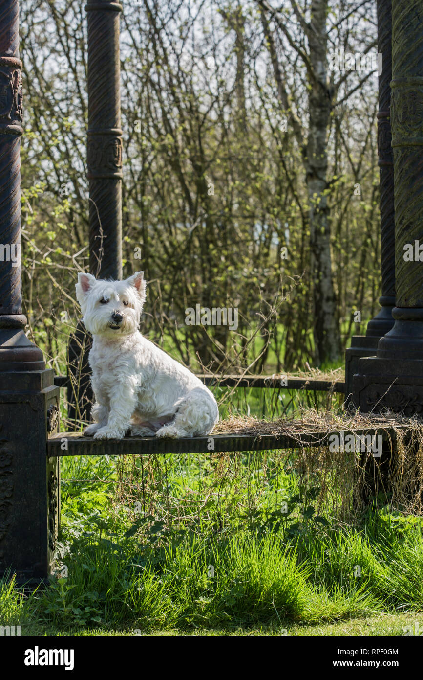 White scottish terrier hi-res stock photography and images - Alamy