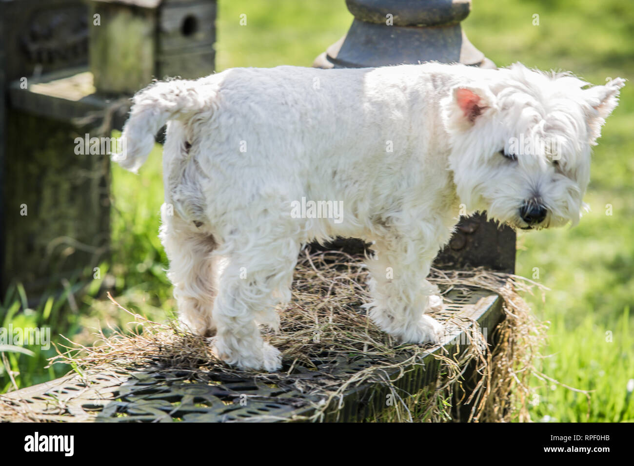 White scottie dogs hi-res stock photography and images - Alamy