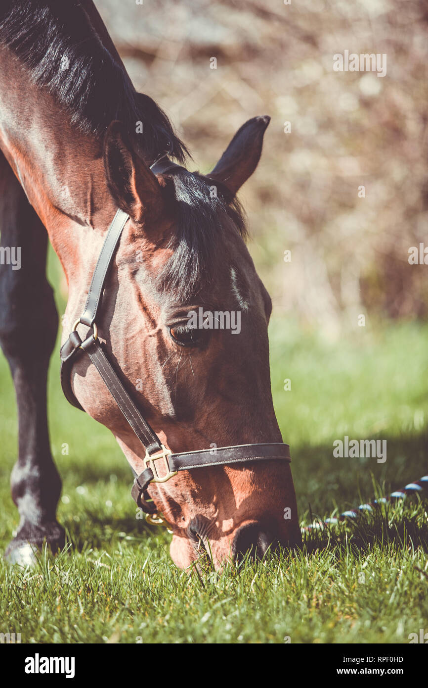 Close up of horse head eating Stock Photo - Alamy