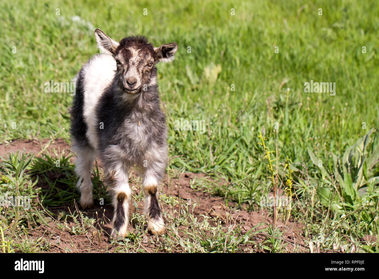 One little kid goat is grazing on the grass Stock Photo - Alamy