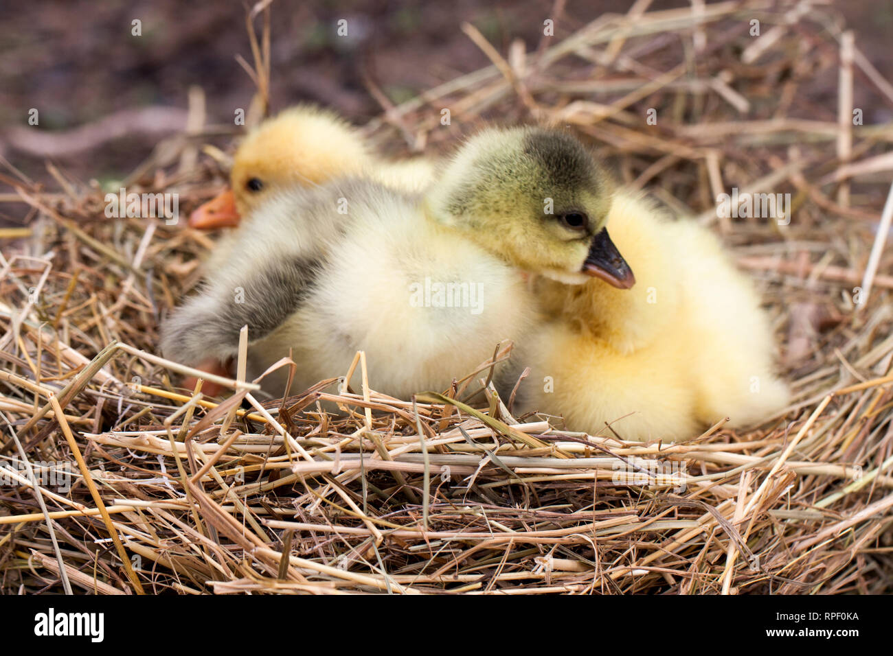 Two little domestic gosling in straw nest Stock Photo - Alamy