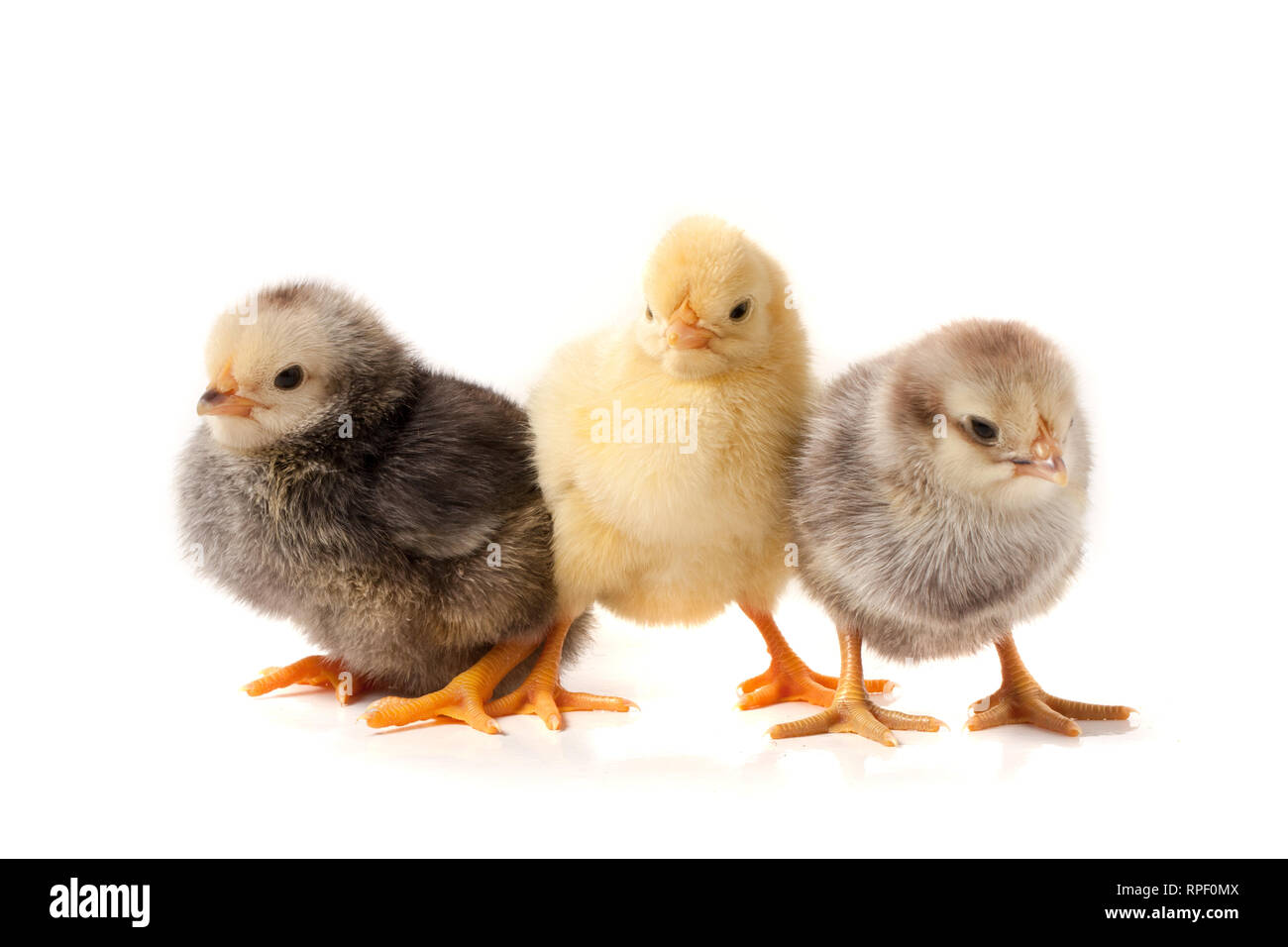 three little chicken isolated on white background Stock Photo - Alamy