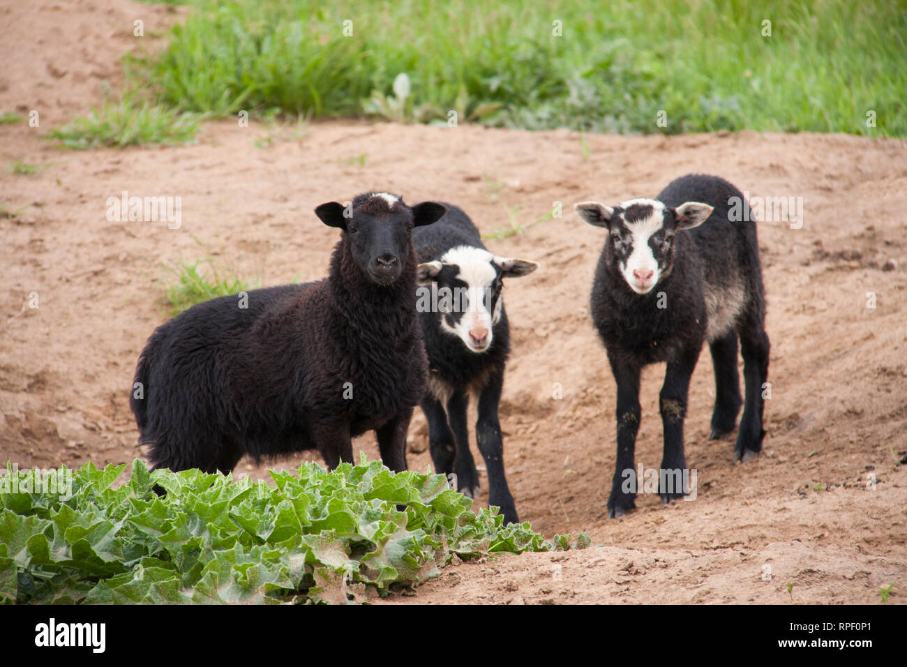 Playful little lamb hi-res stock photography and images - Alamy