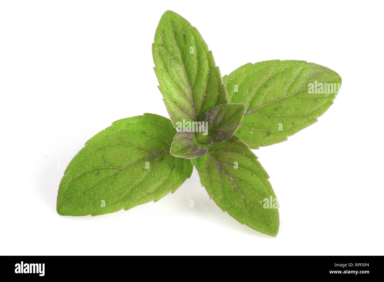 Fresh mint leaf isolated on white background Stock Photo - Alamy