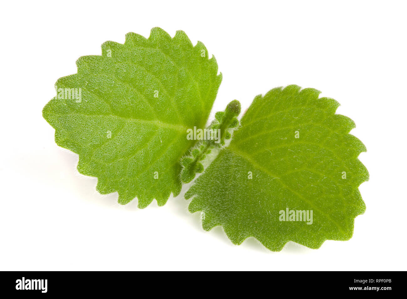 Fresh mint leaf isolated on white background Stock Photo - Alamy