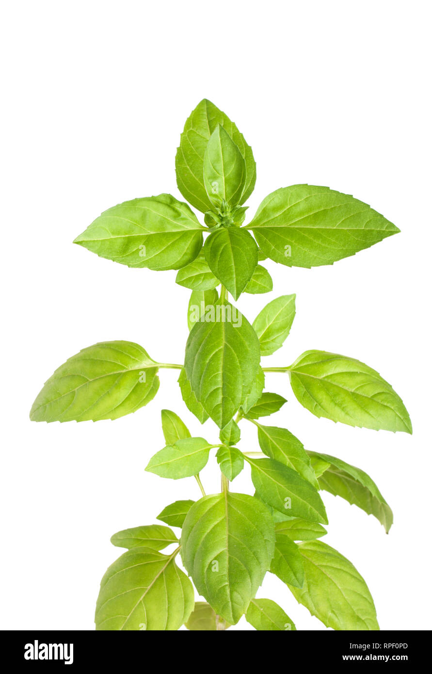 Branch of basil herb leaves isolated on white background Stock Photo ...