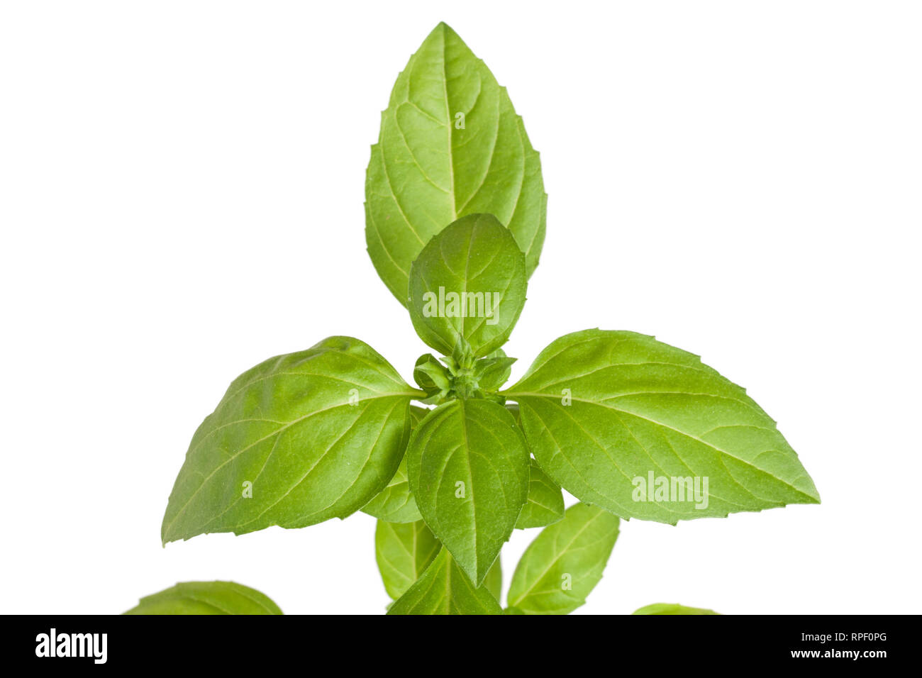 Branch of basil herb leaves isolated on white background Stock Photo ...