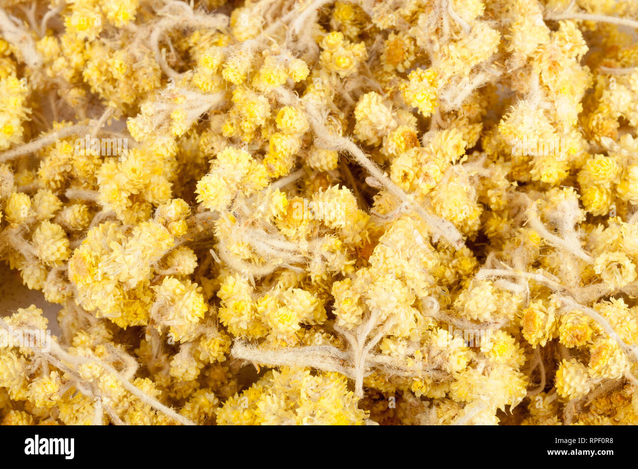 Dried Helichrysum or immortelle flowers isolated on white background ...