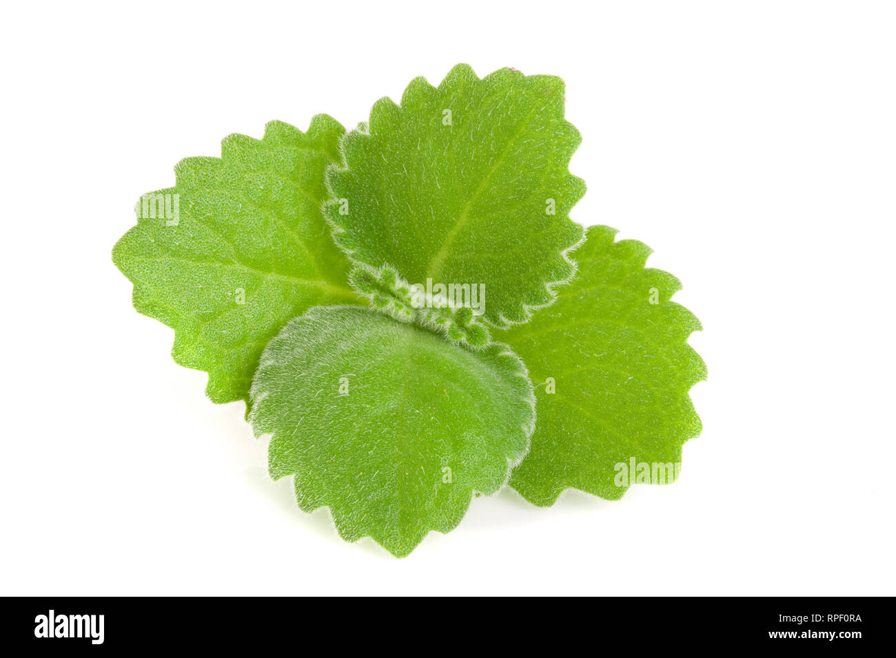 Fresh mint leaf isolated on white background Stock Photo - Alamy