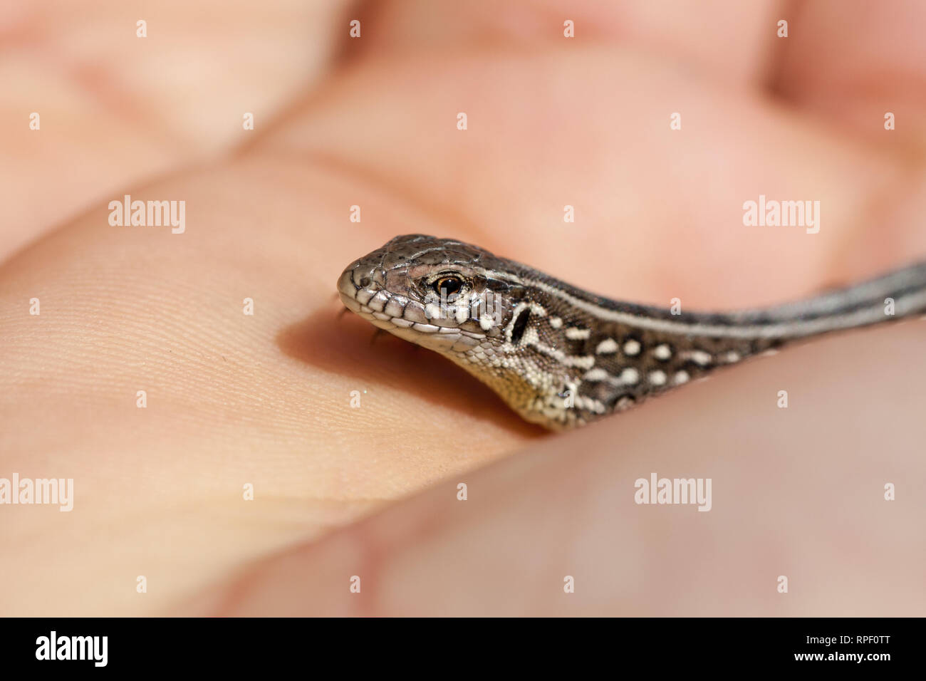 herpetologist hand holding juvenile balkan wall lizard ( Podarcis ...