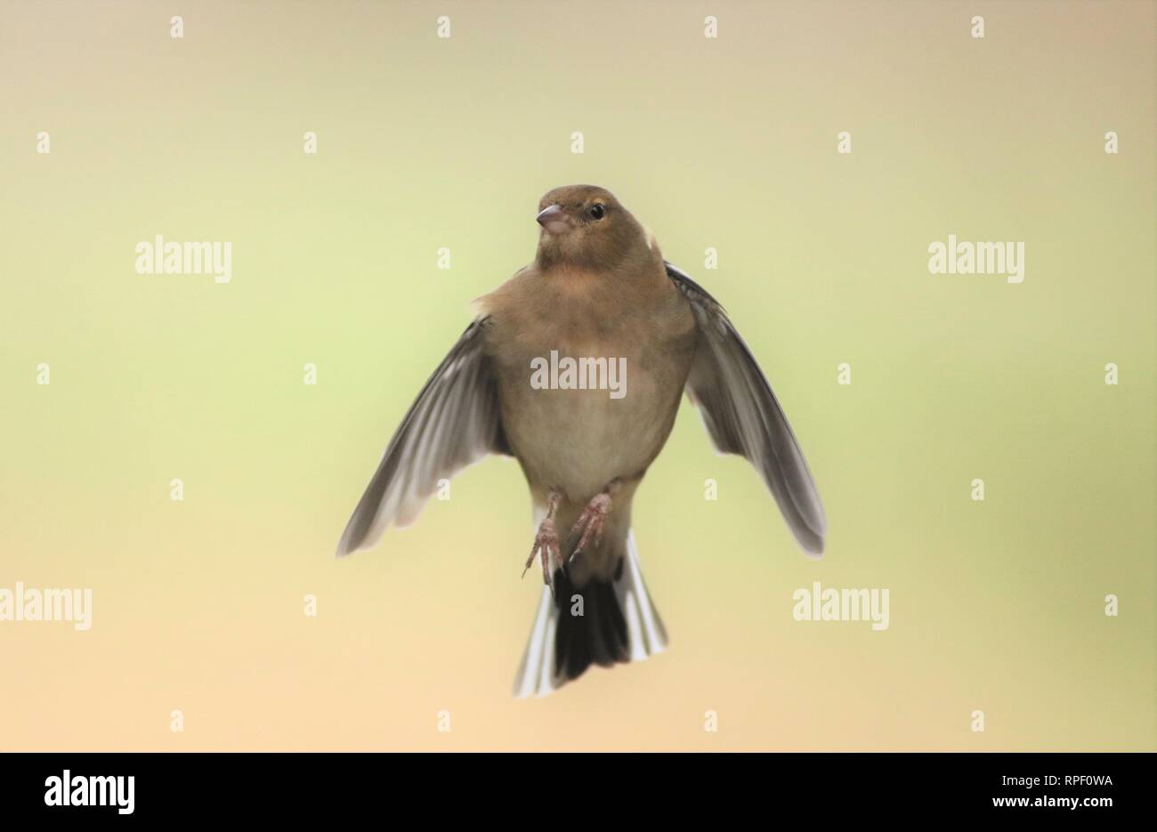 Female chaffinch identification hi-res stock photography and images - Alamy