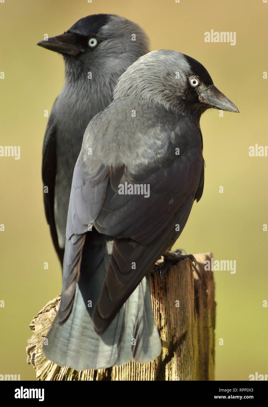 Jackdaws uk hi-res stock photography and images - Alamy