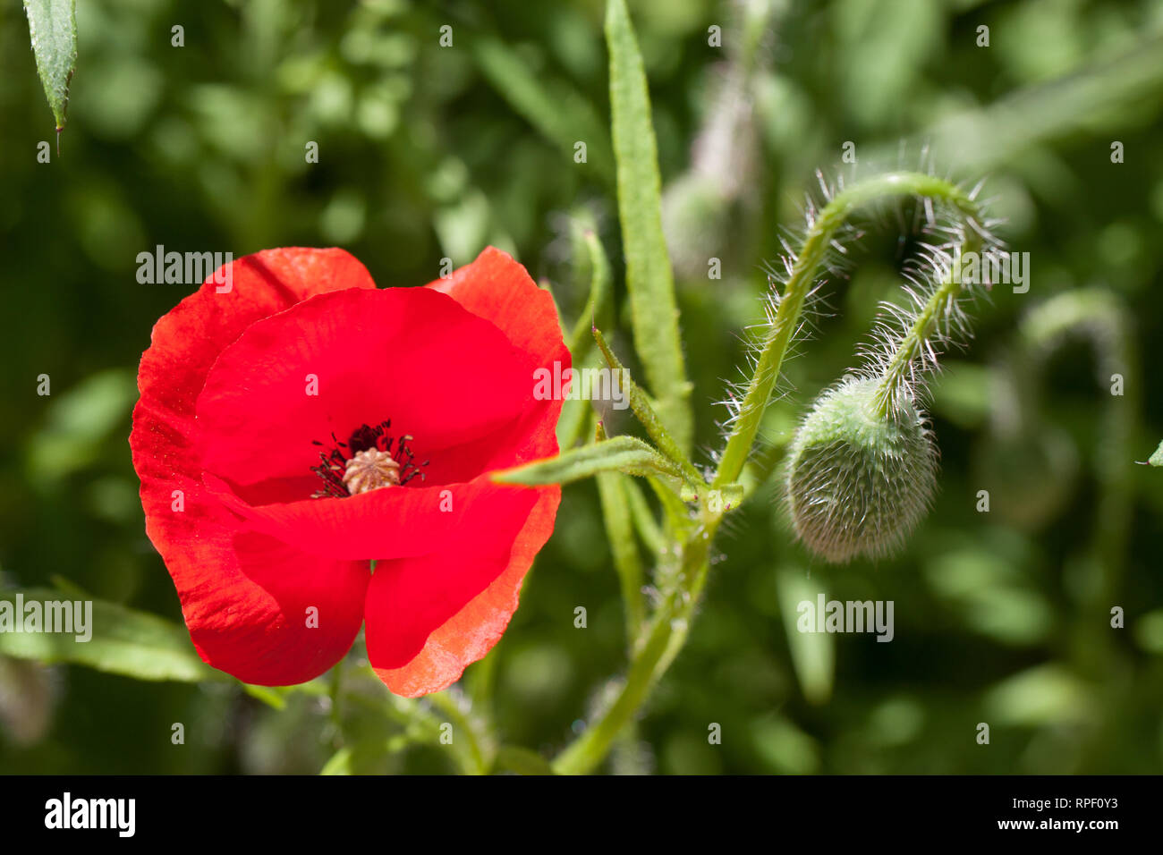 Poppy flower farm with nature hi-res stock photography and images - Alamy