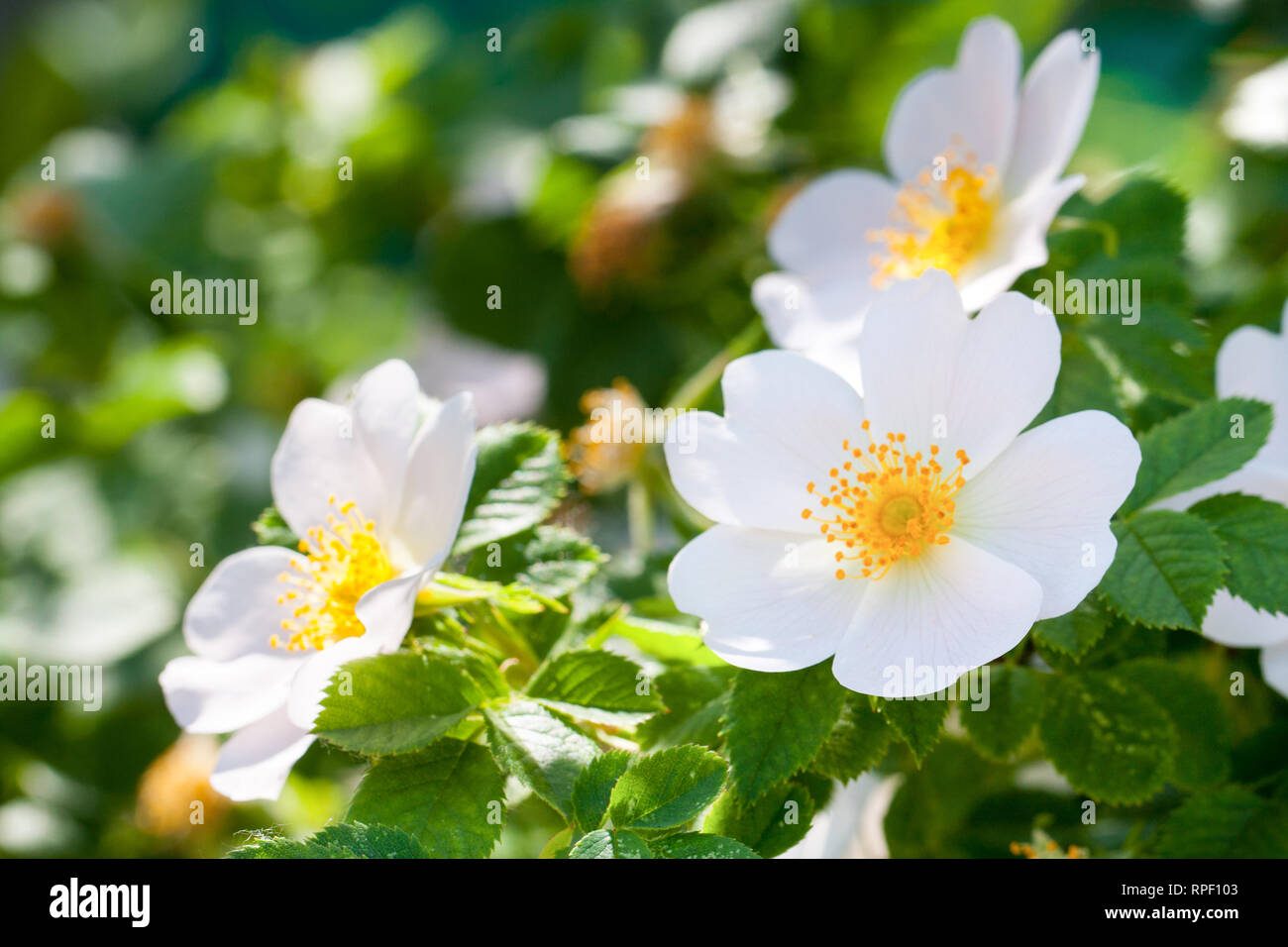 Rose flower and rose hip hi-res stock photography and images - Alamy