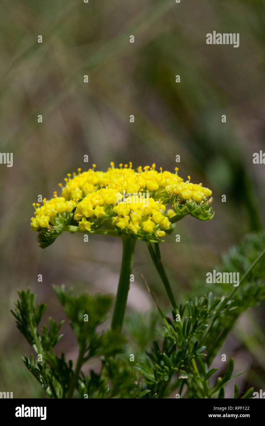 Spring starchy hi-res stock photography and images - Alamy