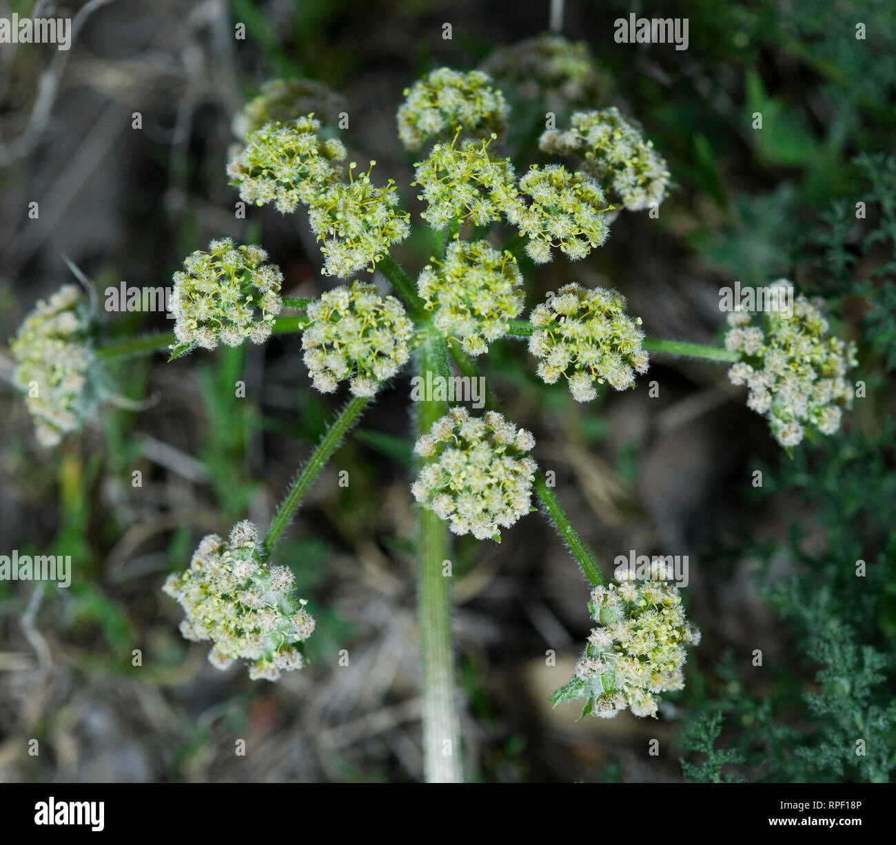 Spring starchy hi-res stock photography and images - Alamy