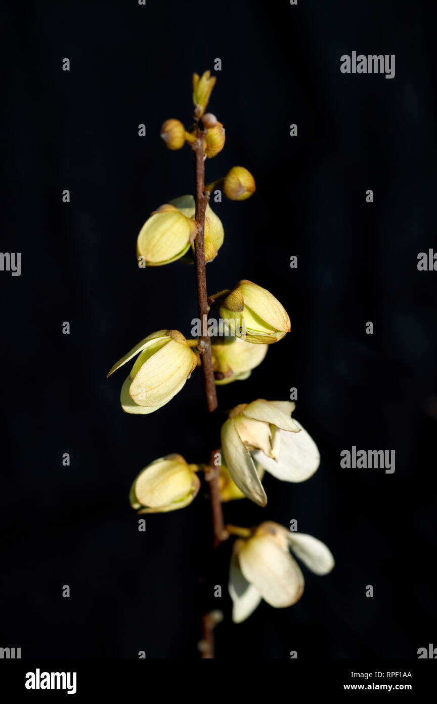 Reticulated paw paw Asimina reticulata, in bloom Stock Photo - Alamy