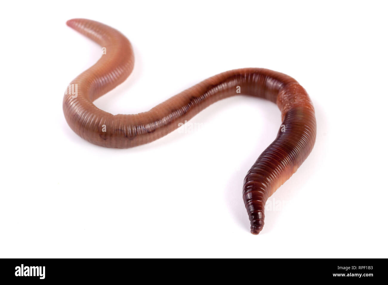 one earthworms isolated on white background Stock Photo - Alamy