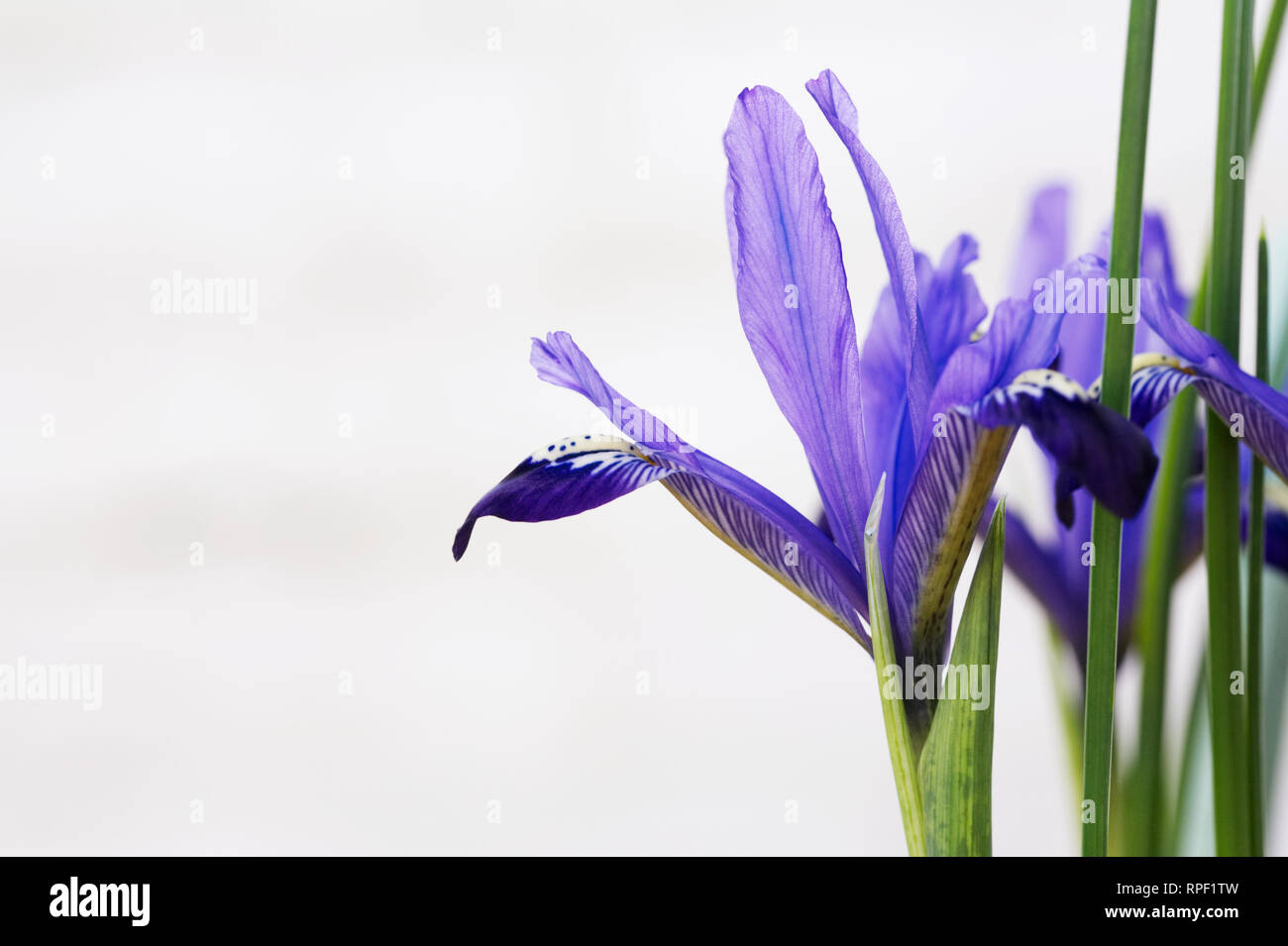 Iris reticulata 'Fabiola' flowers Stock Photo - Alamy