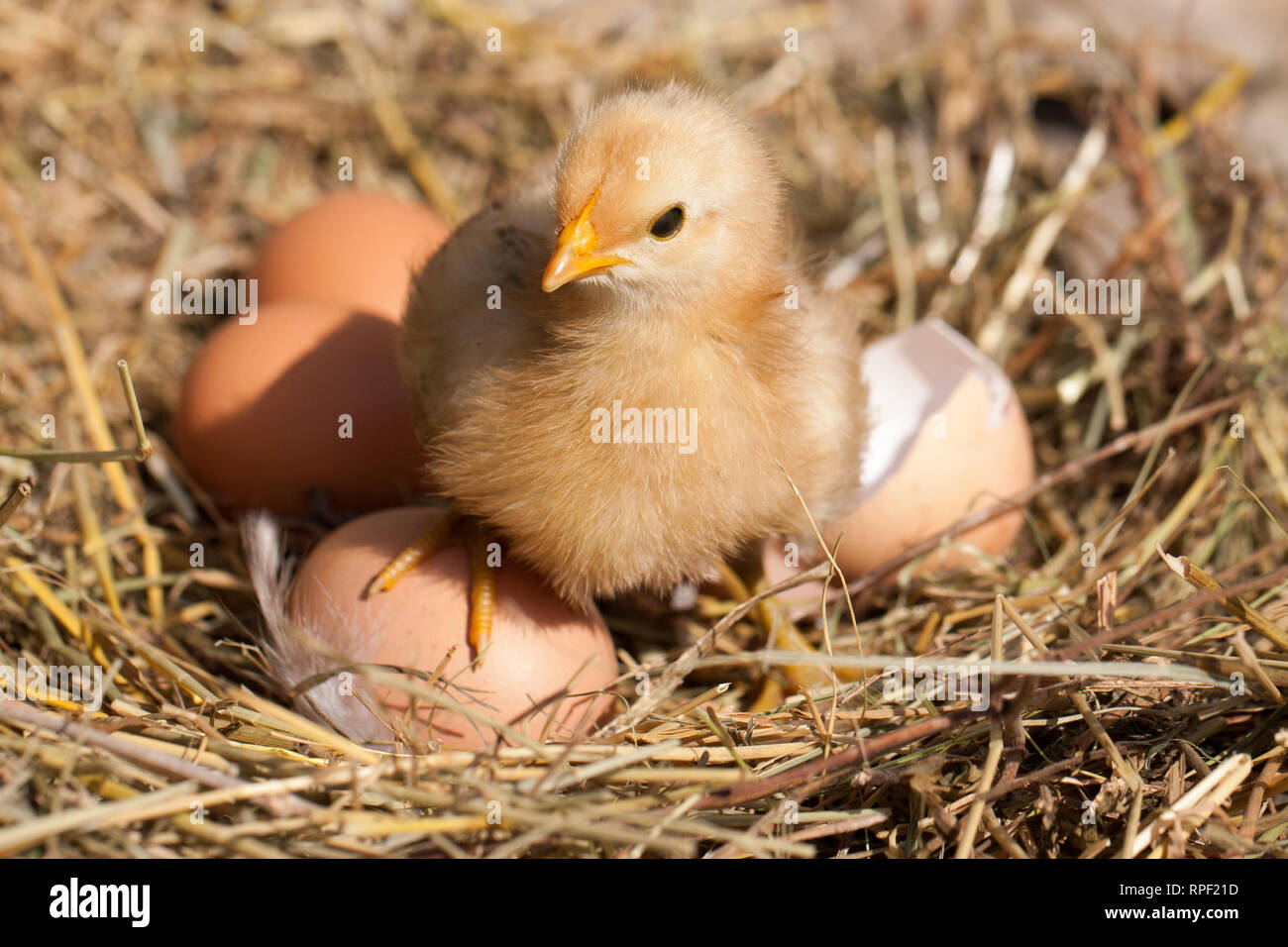 baby chicken with broken eggshell and eggs in the straw nest Stock ...
