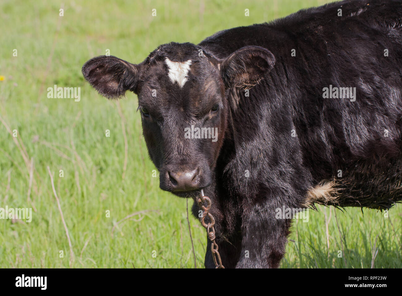 Bull standing on grass hi-res stock photography and images - Alamy