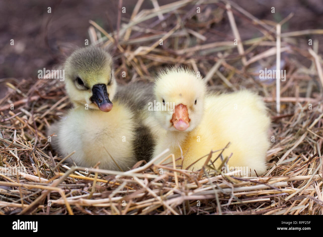 Two little domestic gosling in straw nest Stock Photo - Alamy